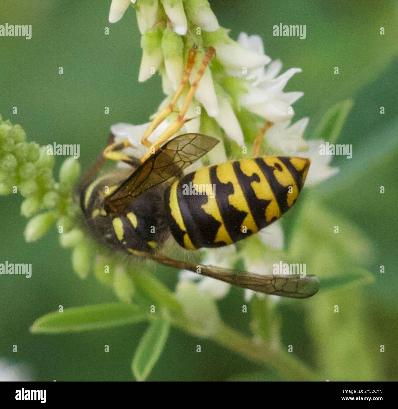 Common Aerial Yellowjacket (Dolichovespula arenaria) Insecta Stock ...