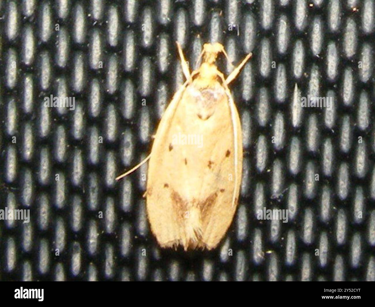 Curved-horn Moths (Gelechioidea) Insecta Stock Photo - Alamy