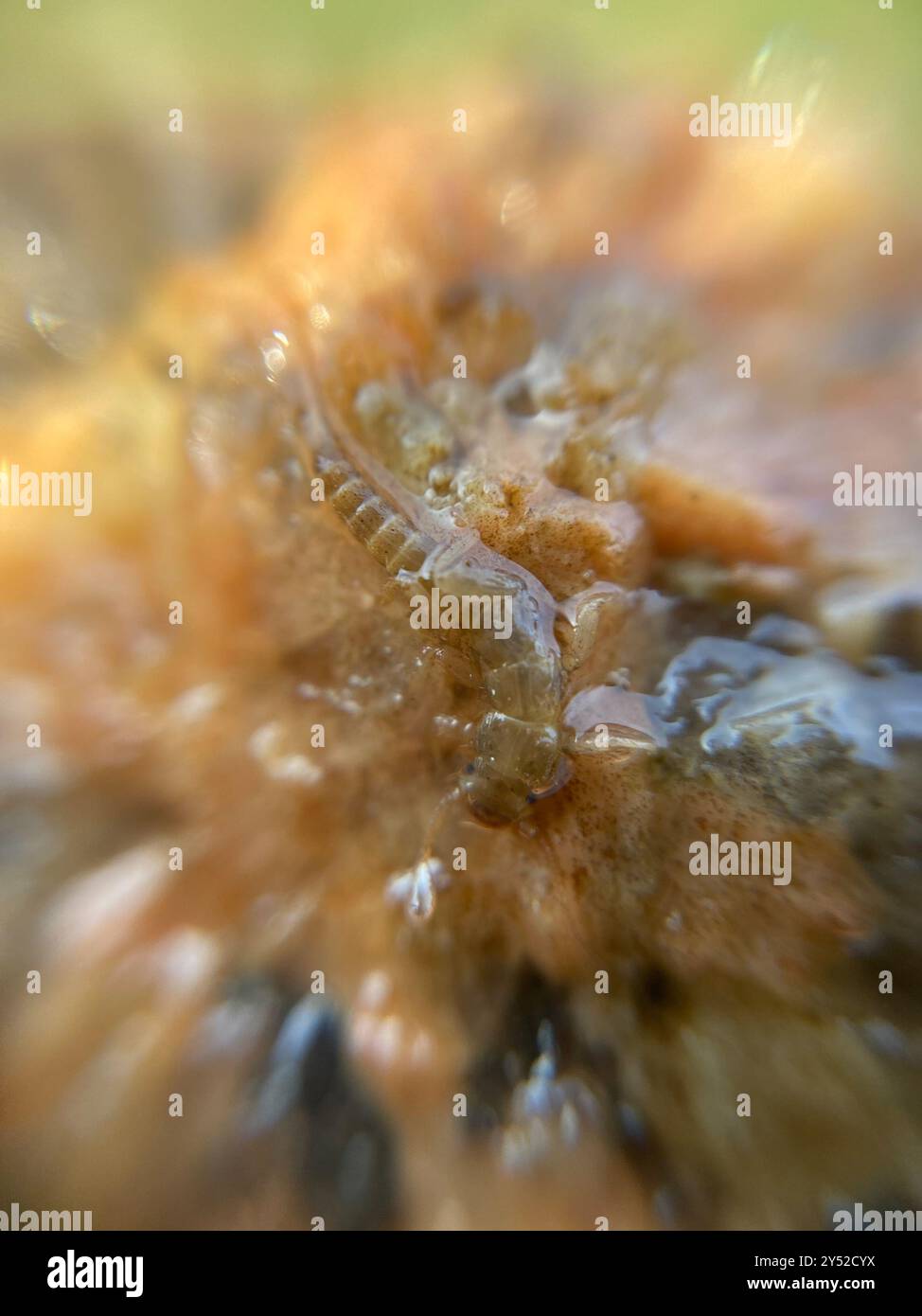 Stoneflies (Plecoptera) Insecta Stock Photo - Alamy