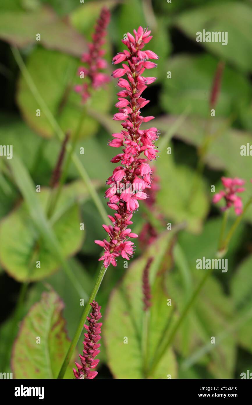 red bistort (Bistorta amplexicaulis) Plantae Stock Photo - Alamy