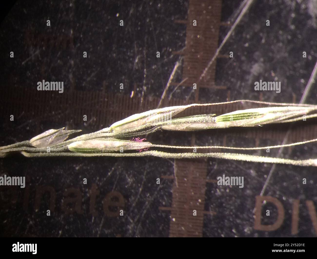 Slim-flower Muhly (Muhlenbergia tenuiflora) Plantae Stock Photo - Alamy