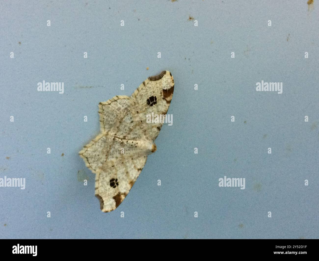 Peacock Moth (Macaria notata) Insecta Stock Photo - Alamy