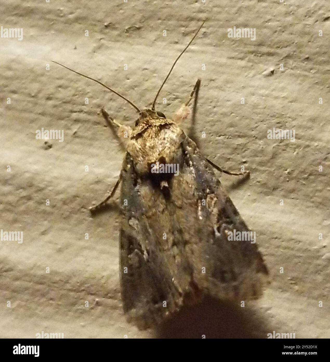Fall Armyworm Moth (Spodoptera frugiperda) Insecta Stock Photo - Alamy