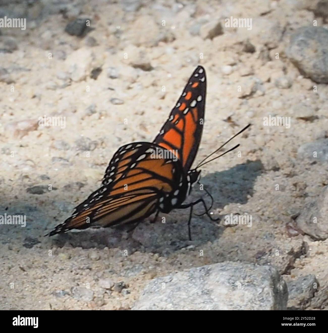 Viceroy (Limenitis archippus) Insecta Stock Photo - Alamy