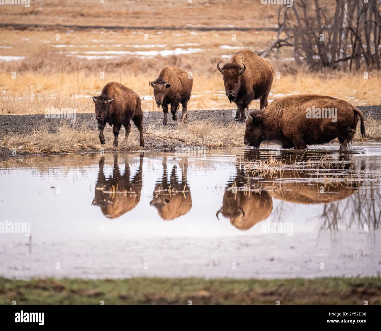Bison by a pond hi-res stock photography and images - Alamy
