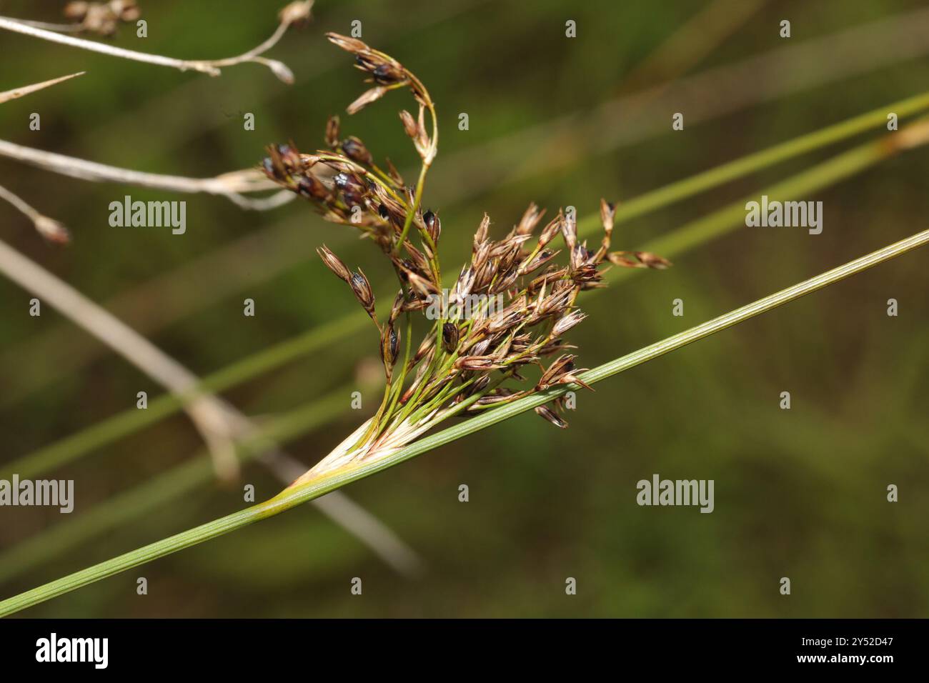 Hard Rush (Juncus inflexus) Plantae Stock Photo - Alamy