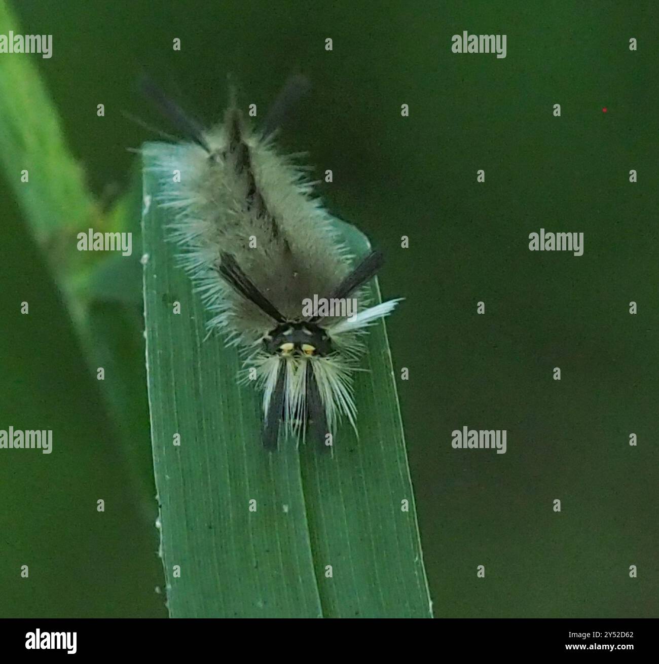 Banded Tussock Moth (Halysidota tessellaris) Insecta Stock Photo - Alamy