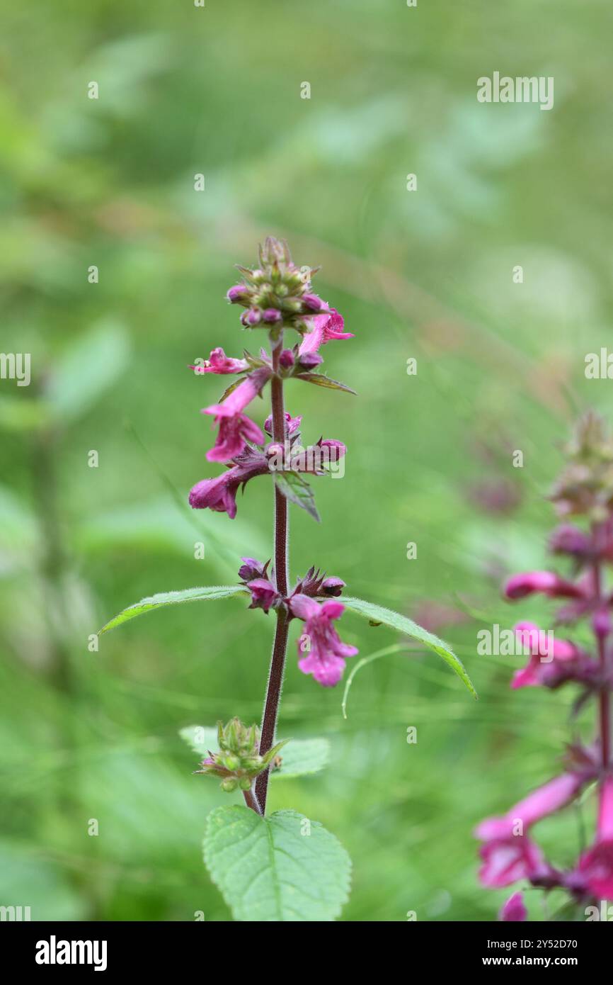 Coastal Hedge-nettle (Stachys chamissonis) Plantae Stock Photo - Alamy