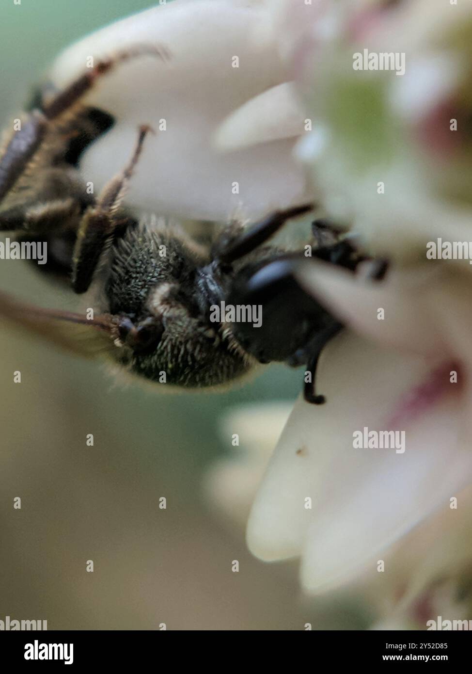 Metallic Sweat Bees (Dialictus) Insecta Stock Photo - Alamy
