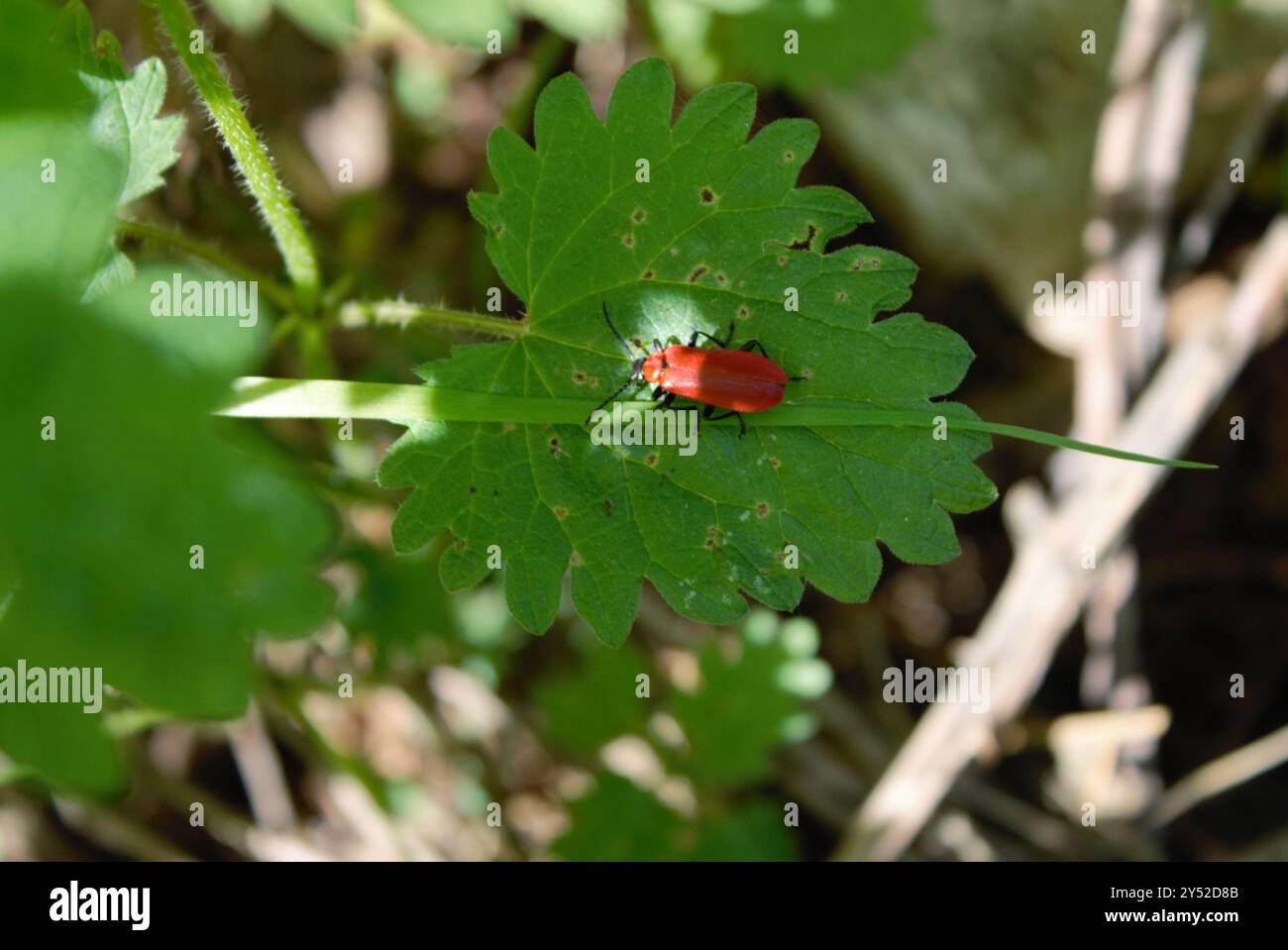 Black-headed Cardinal Beetle (Pyrochroa coccinea) Insecta Stock Photo ...
