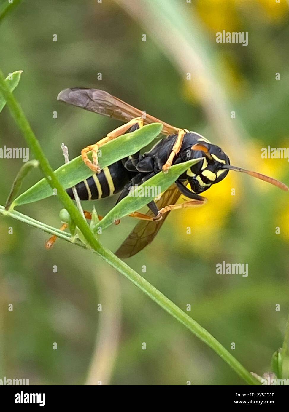 (Polistes nimpha) Insecta Stock Photo - Alamy