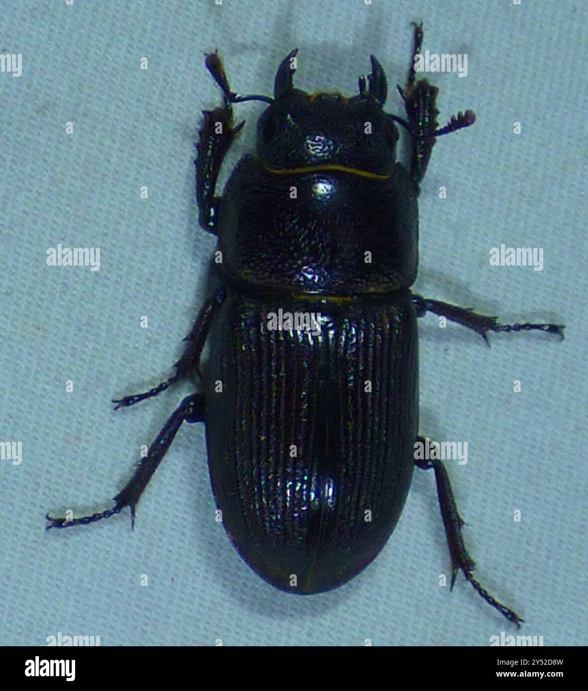 Antelope Beetle (Dorcus parallelus) Insecta Stock Photo - Alamy