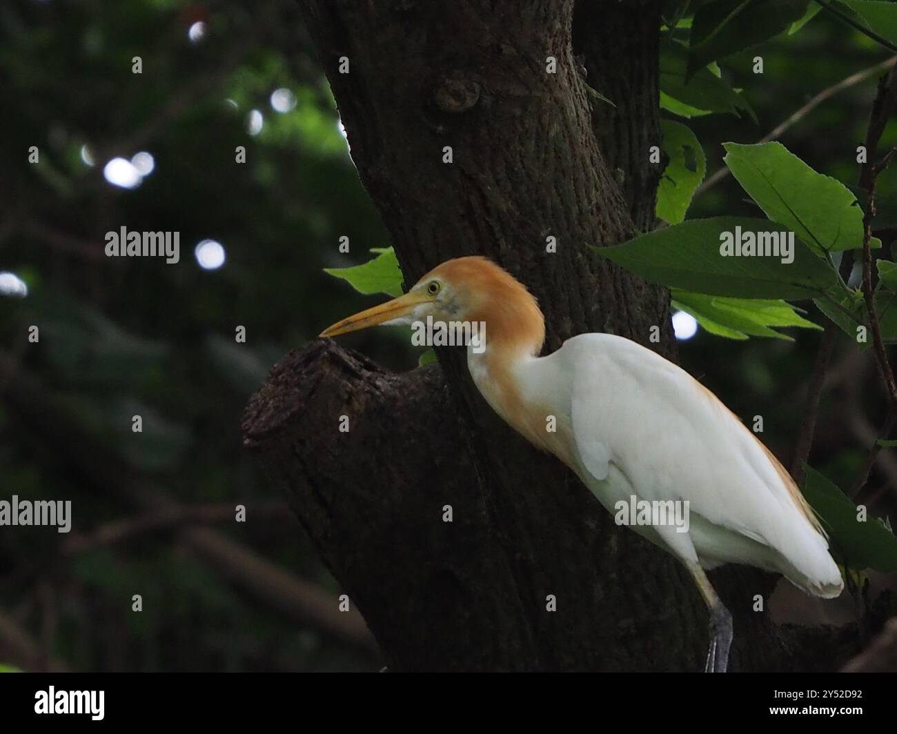 Eastern Cattle-Egret (Bubulcus coromandus) Aves Stock Photo - Alamy