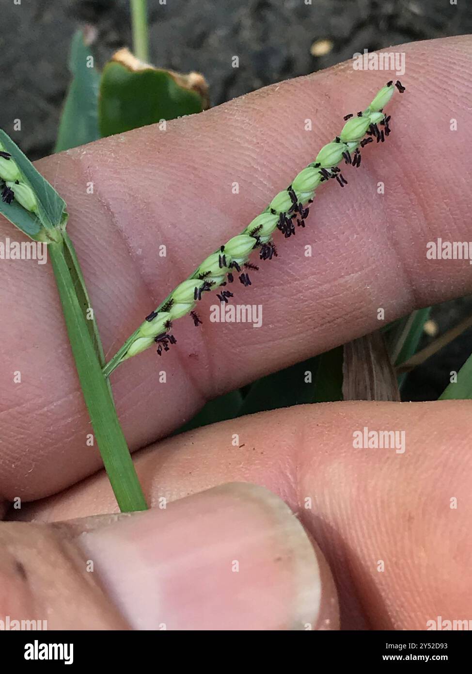 four-rowed bead grass (Paspalum pubiflorum) Plantae Stock Photo - Alamy