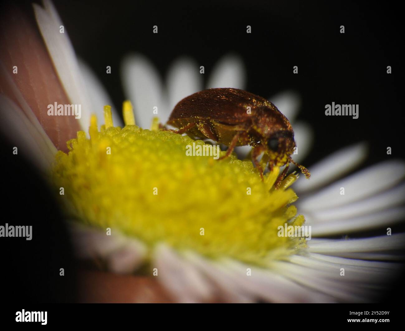 Raspberry Fruitworm Beetle (Byturus unicolor) Insecta Stock Photo - Alamy