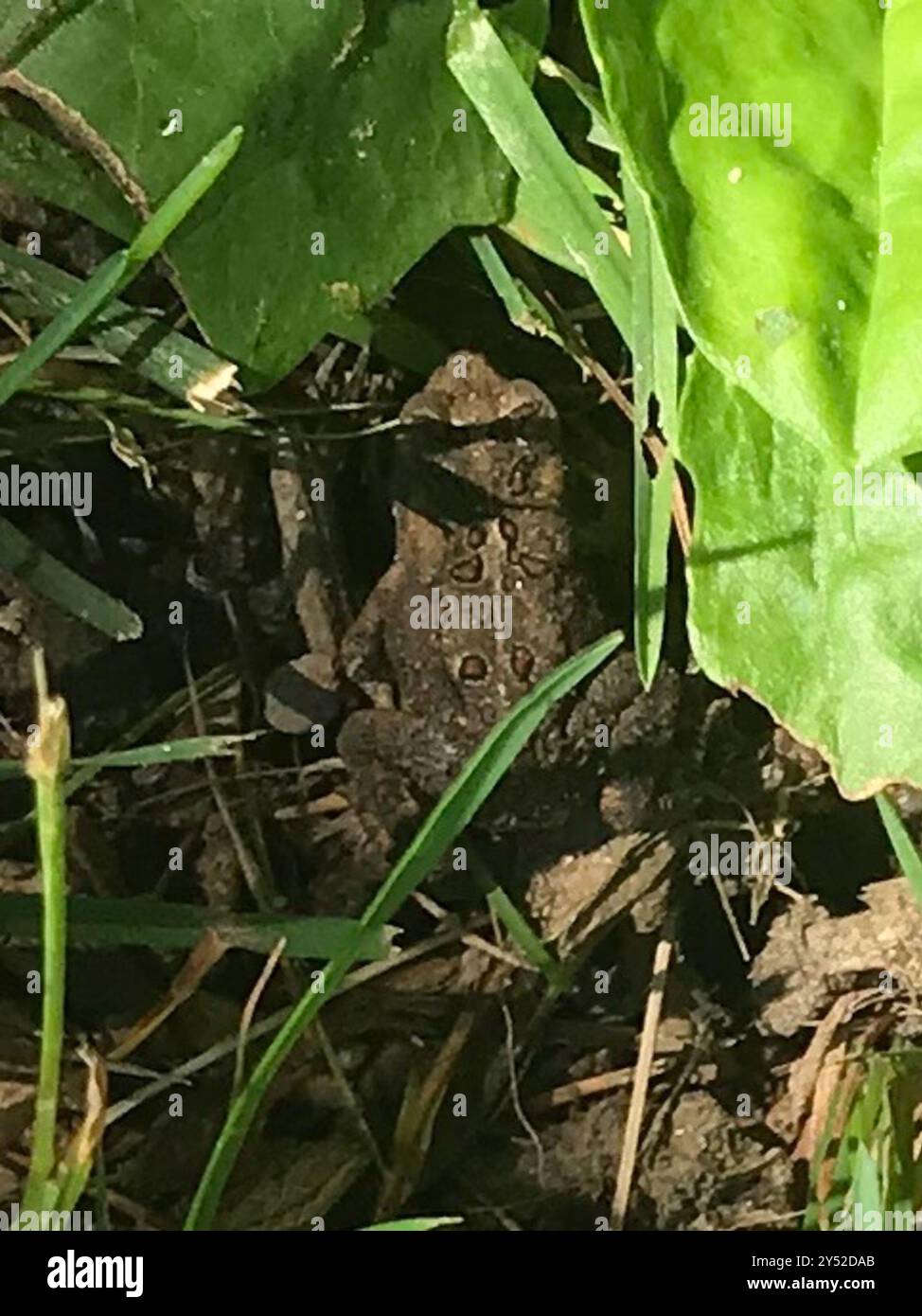 American Toad (Anaxyrus americanus) Amphibia Stock Photo - Alamy