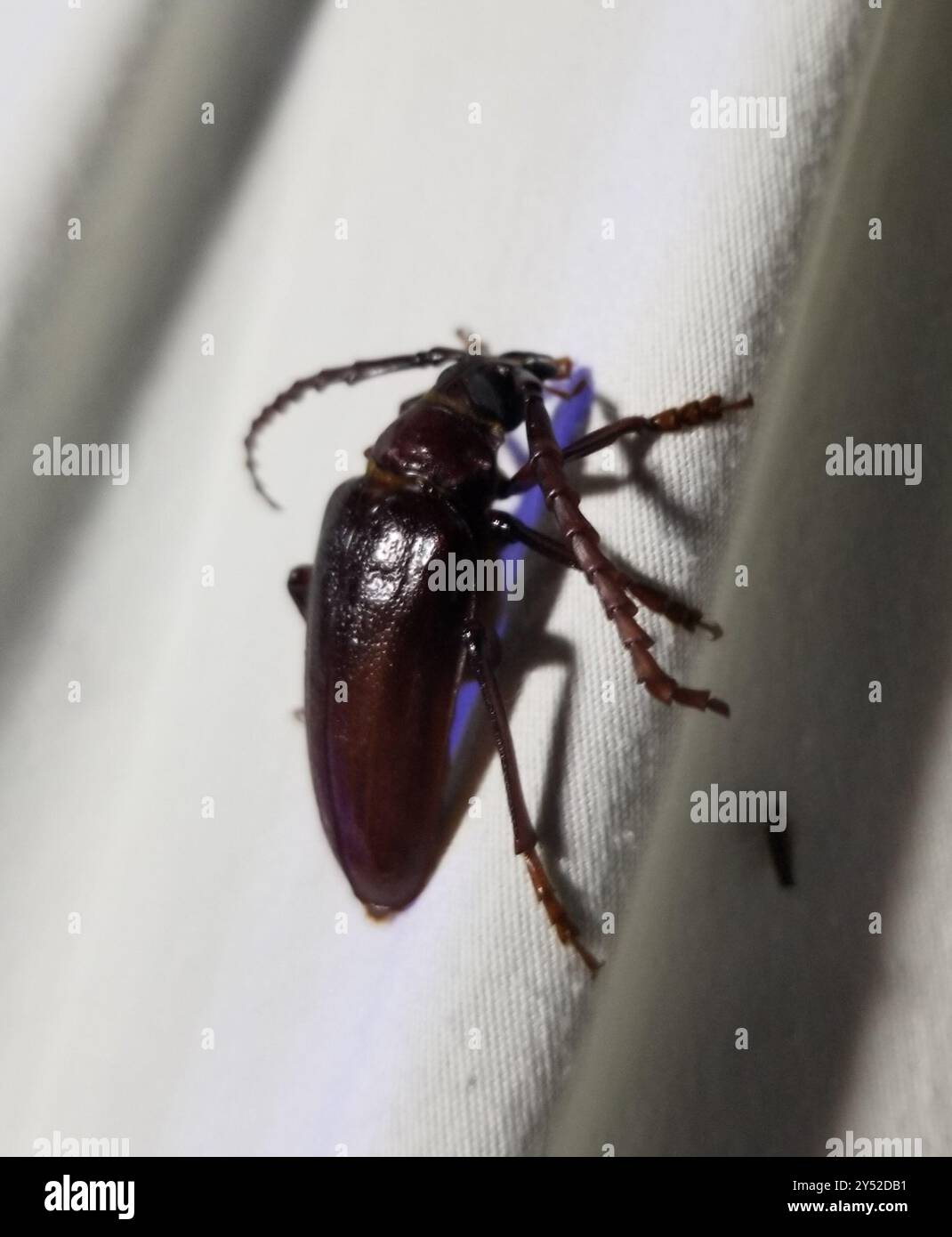 Tooth-necked Longhorn Beetle (Prionus pocularis) Insecta Stock Photo ...