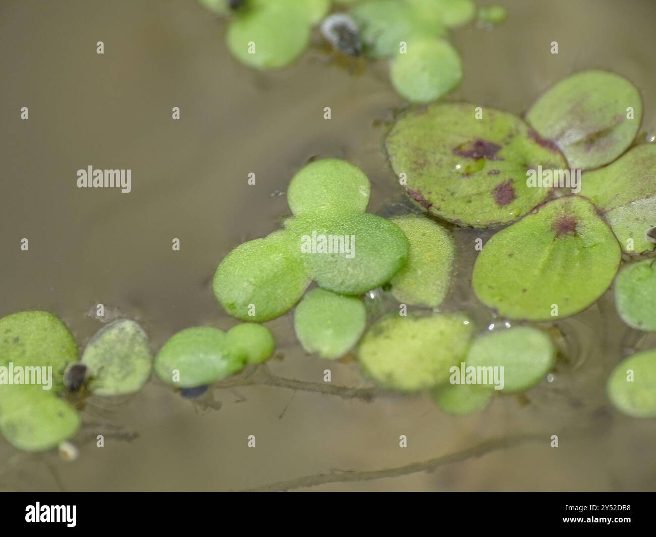 turion duckweed (Lemna turionifera) Plantae Stock Photo - Alamy