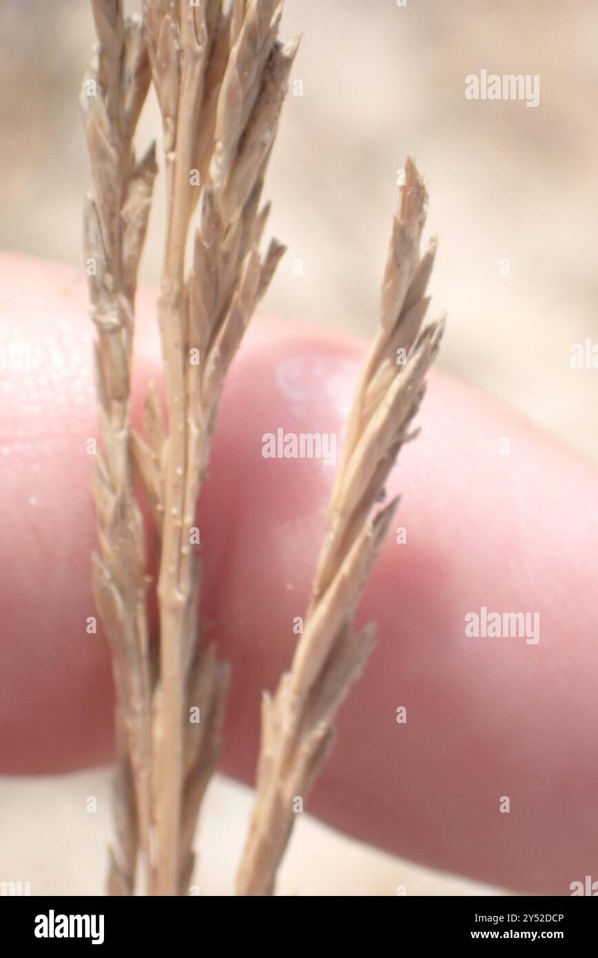 Salt Grass (Puccinellia) Plantae Stock Photo - Alamy