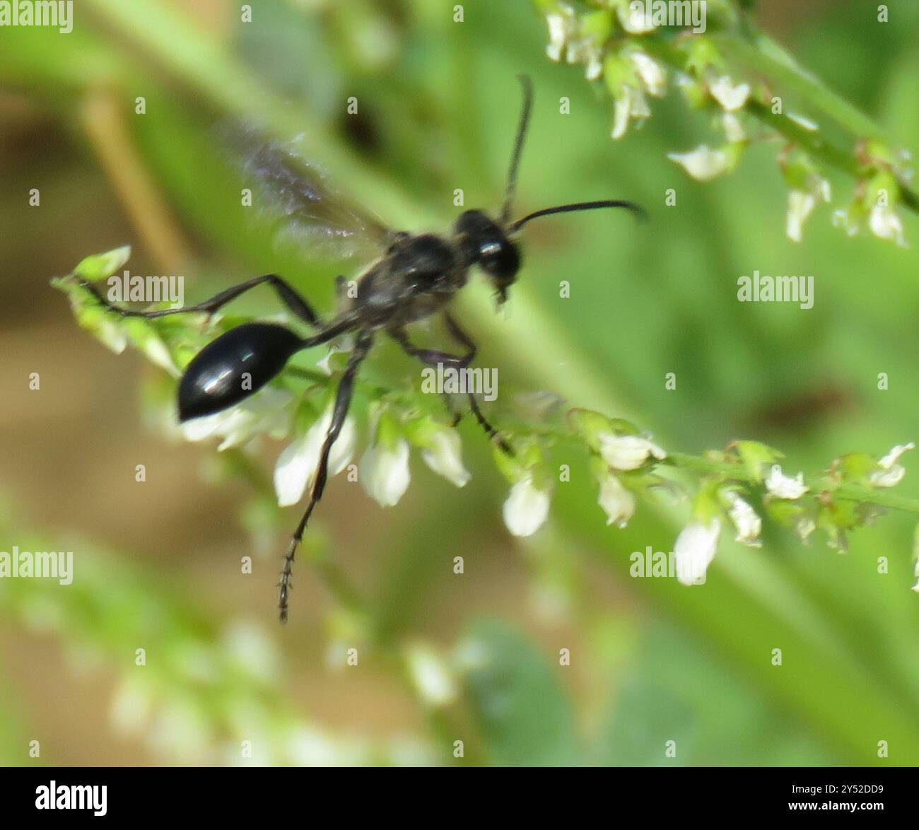Mexican Grass-carrying Wasp (Isodontia mexicana) Insecta Stock Photo ...
