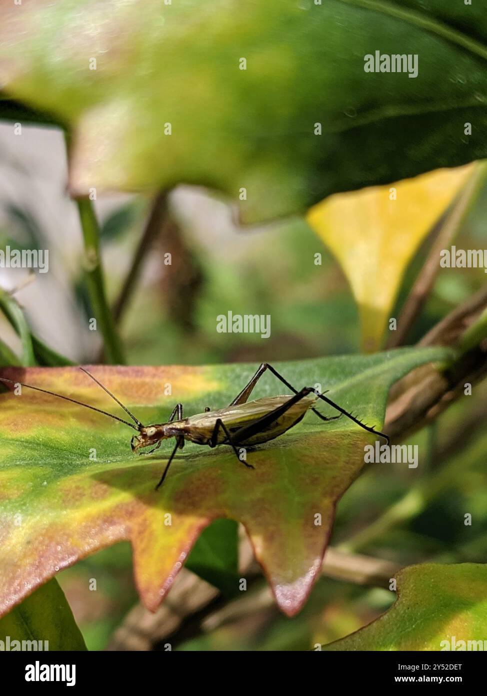 Black-horned Tree Cricket (Oecanthus nigricornis) Insecta Stock Photo ...