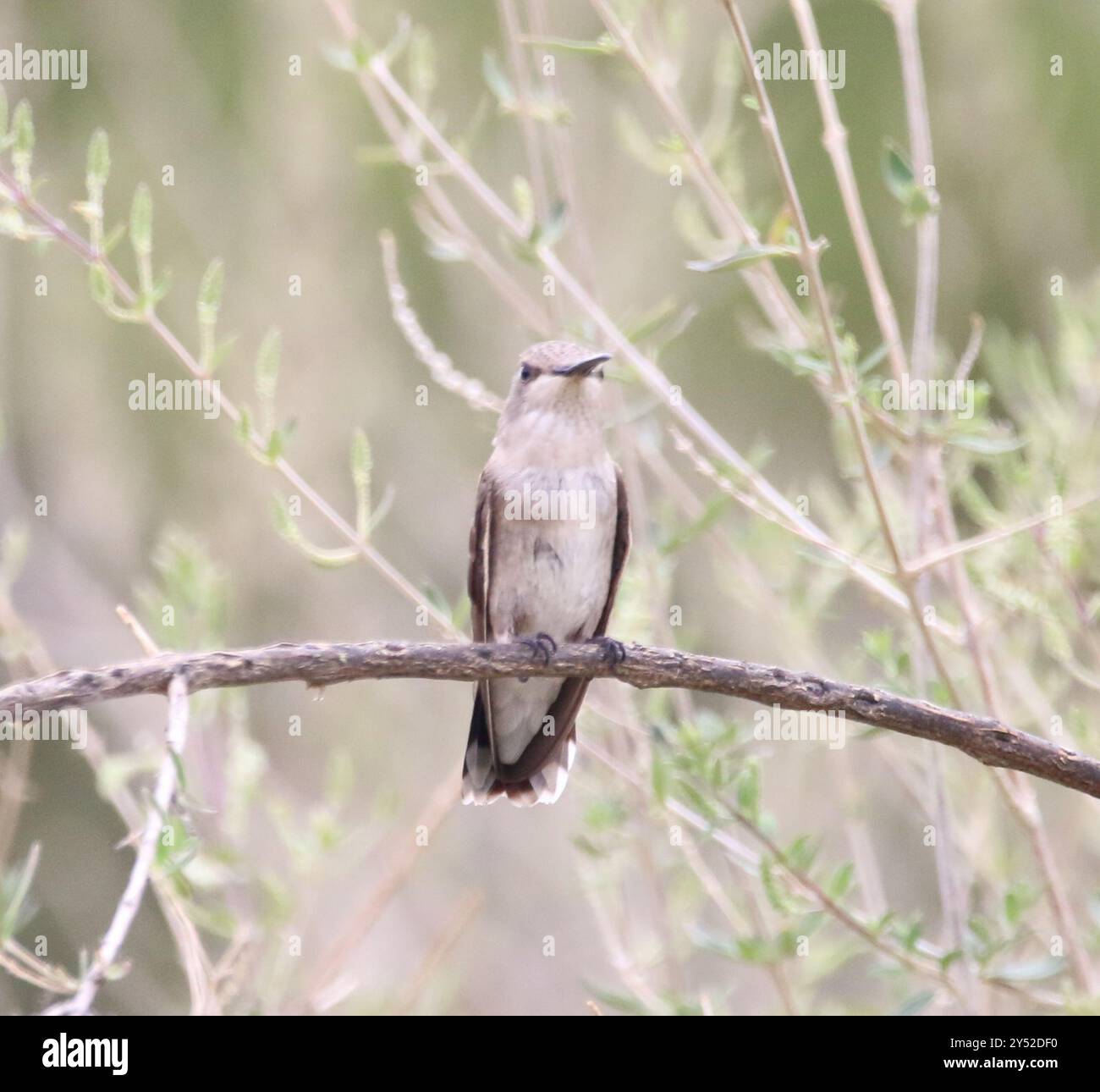 Black-chinned Hummingbird (Archilochus alexandri) Aves Stock Photo - Alamy