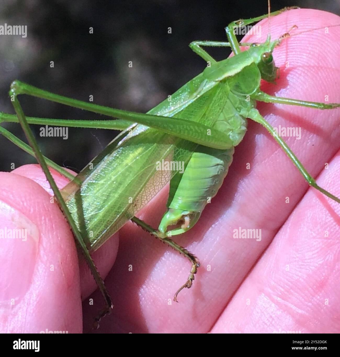Curve-tailed Bush Katydid (Scudderia curvicauda) Insecta Stock Photo ...