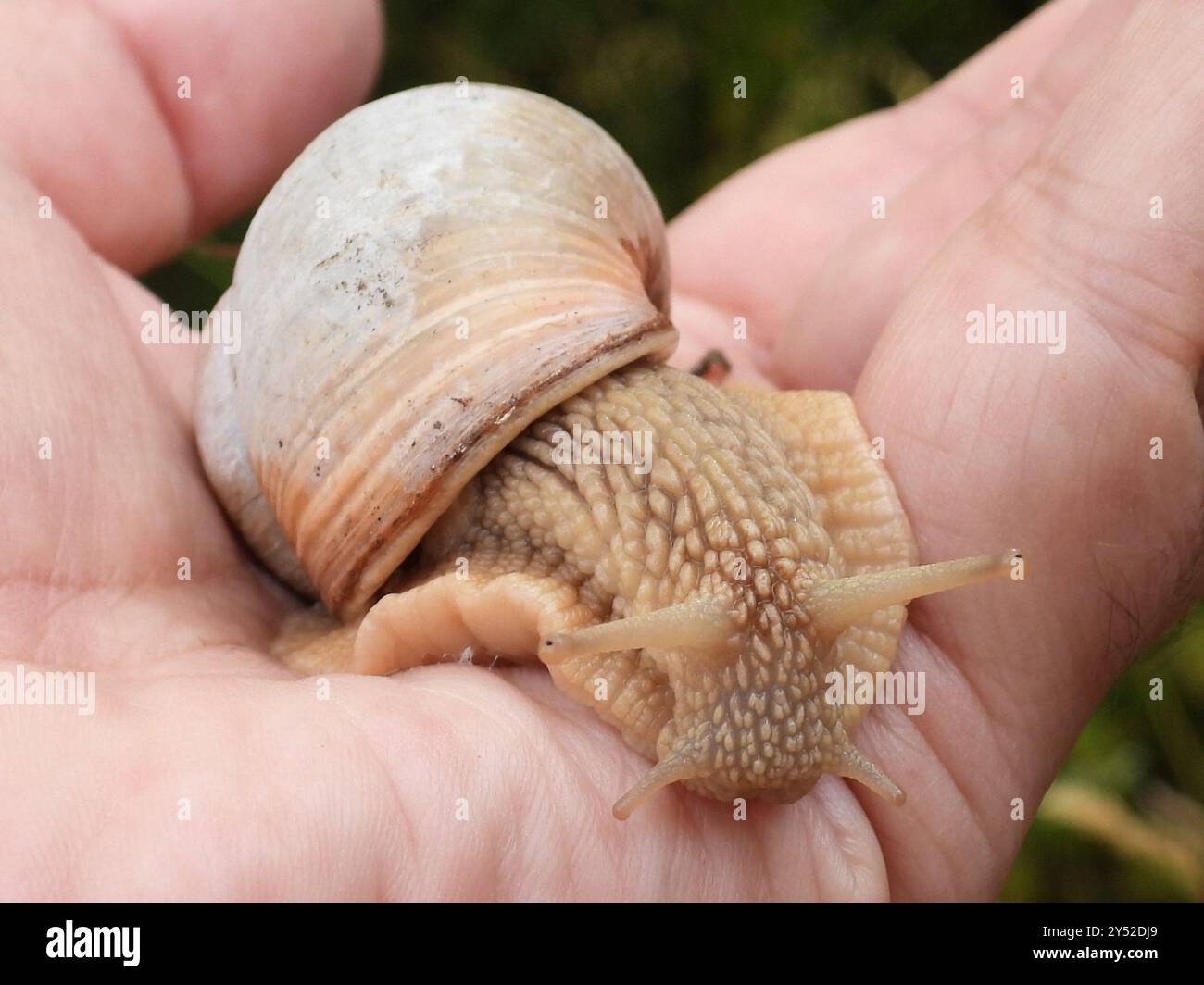 Roman Snail (Helix pomatia) Mollusca Stock Photo - Alamy