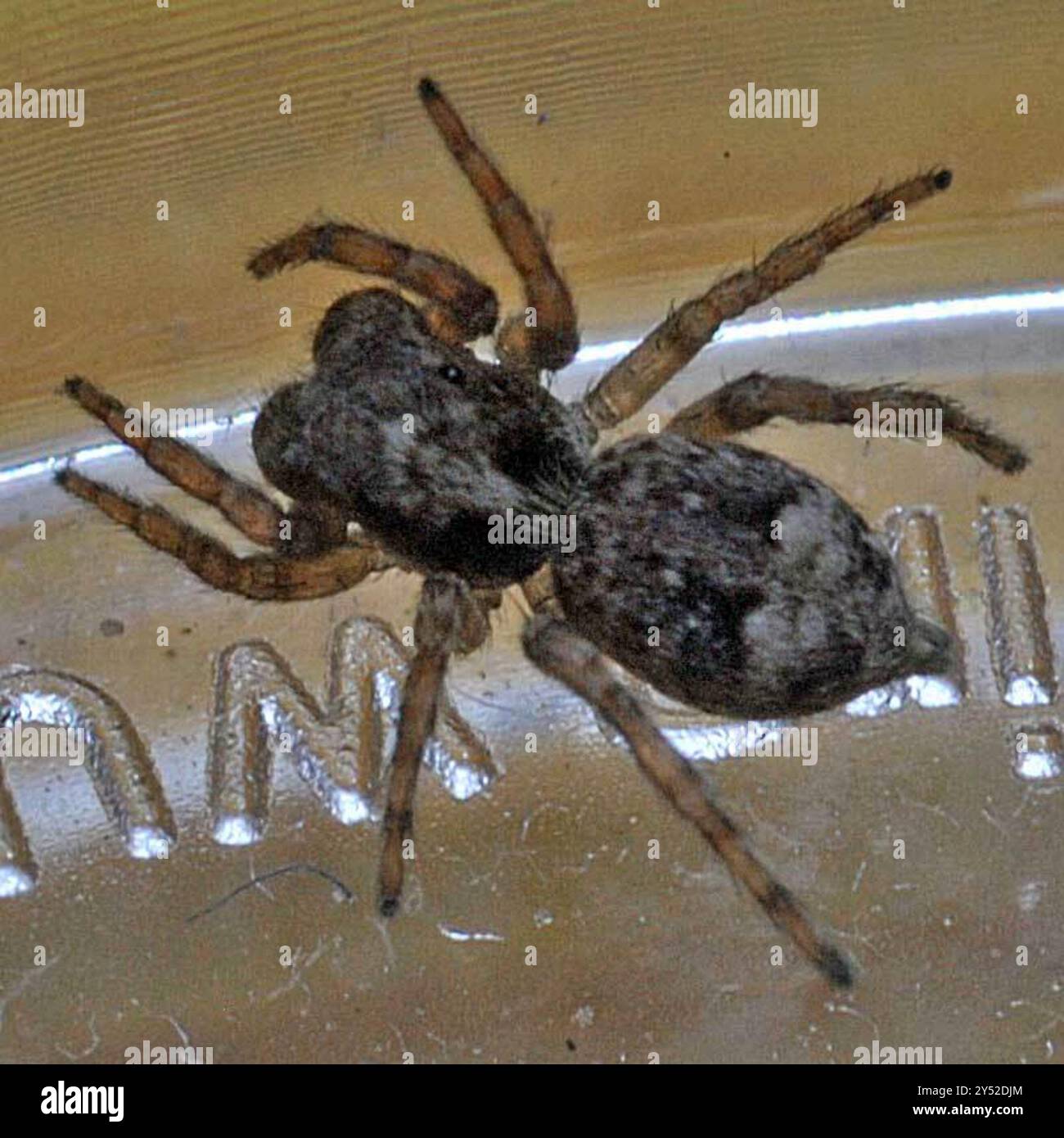 Asiatic Wall Jumping Spider (Attulus fasciger) Arachnida Stock Photo ...