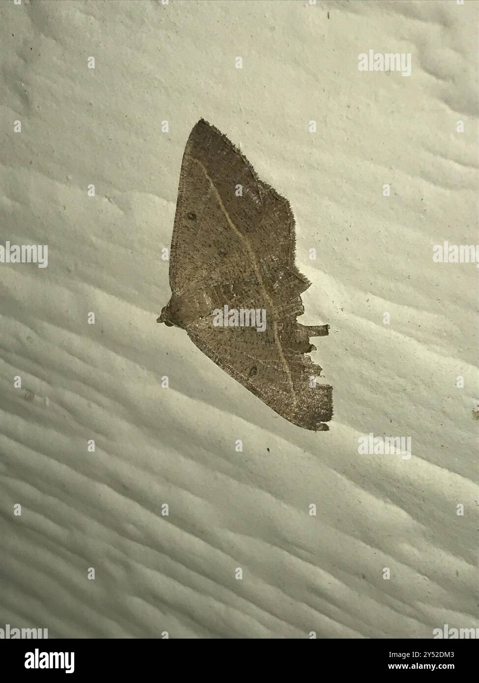 Pale-lined Angle (Digrammia irrorata) Insecta Stock Photo - Alamy