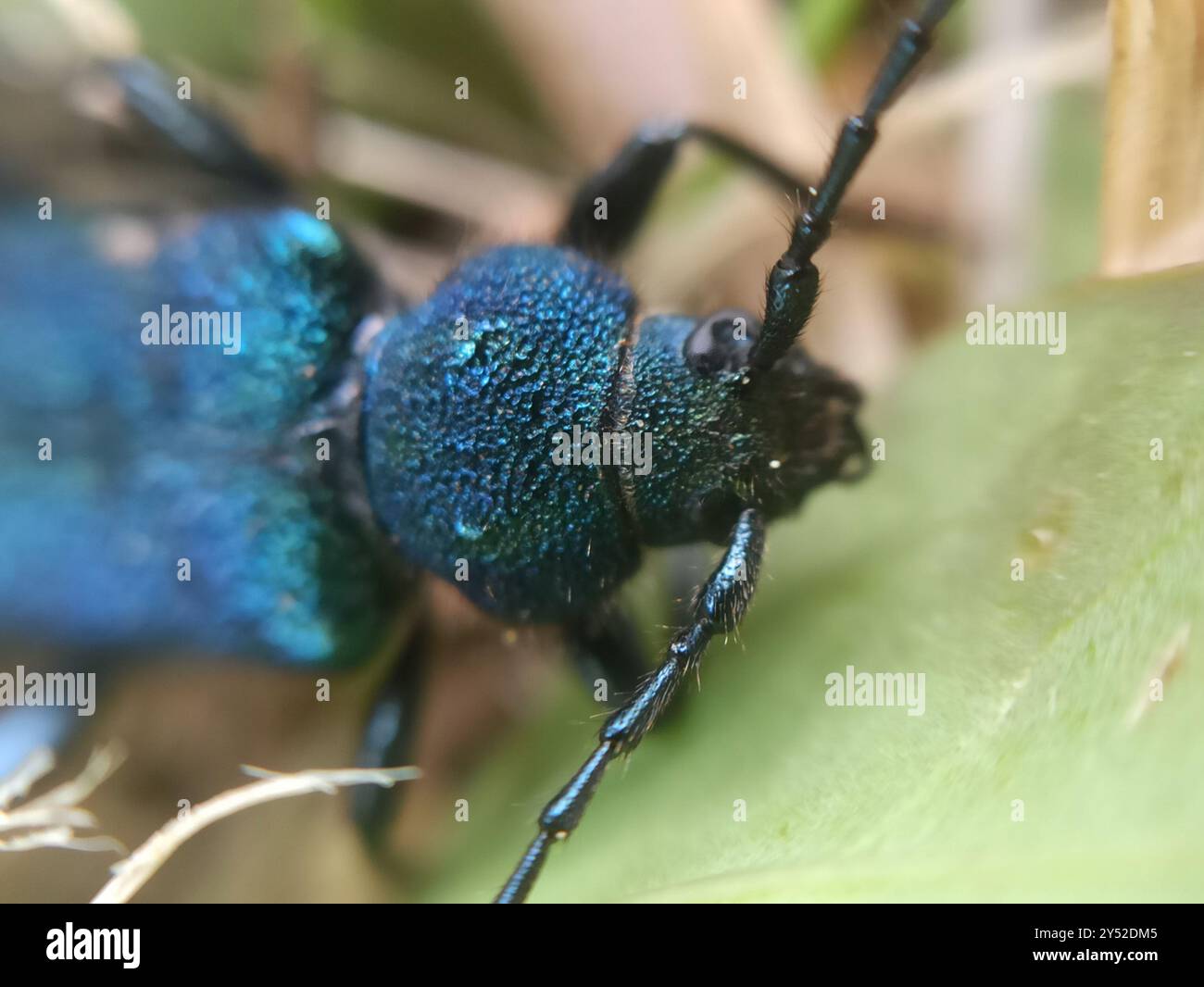 Violet tanbark beetle (Callidium violaceum) Insecta Stock Photo - Alamy
