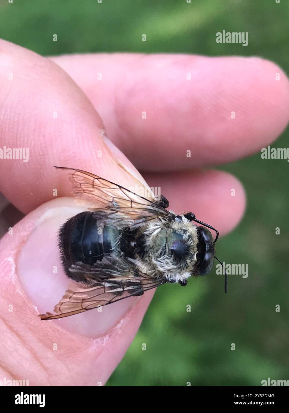 Eastern Carpenter Bee (Xylocopa virginica) Insecta Stock Photo - Alamy