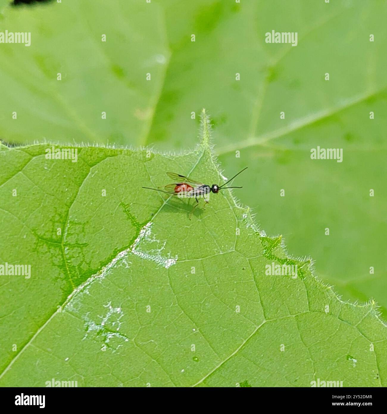 Aulacid Wasps (Aulacidae) Insecta Stock Photo - Alamy