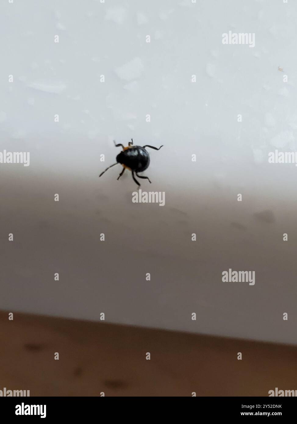 Stink Bugs, Shield Bugs, and Allies (Pentatomoidea) Insecta Stock Photo ...