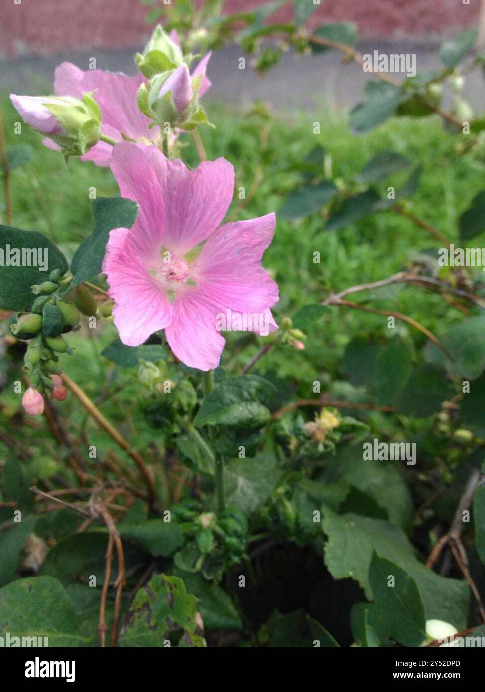 Eastern Tree-mallow (Malva thuringiaca) Plantae Stock Photo - Alamy