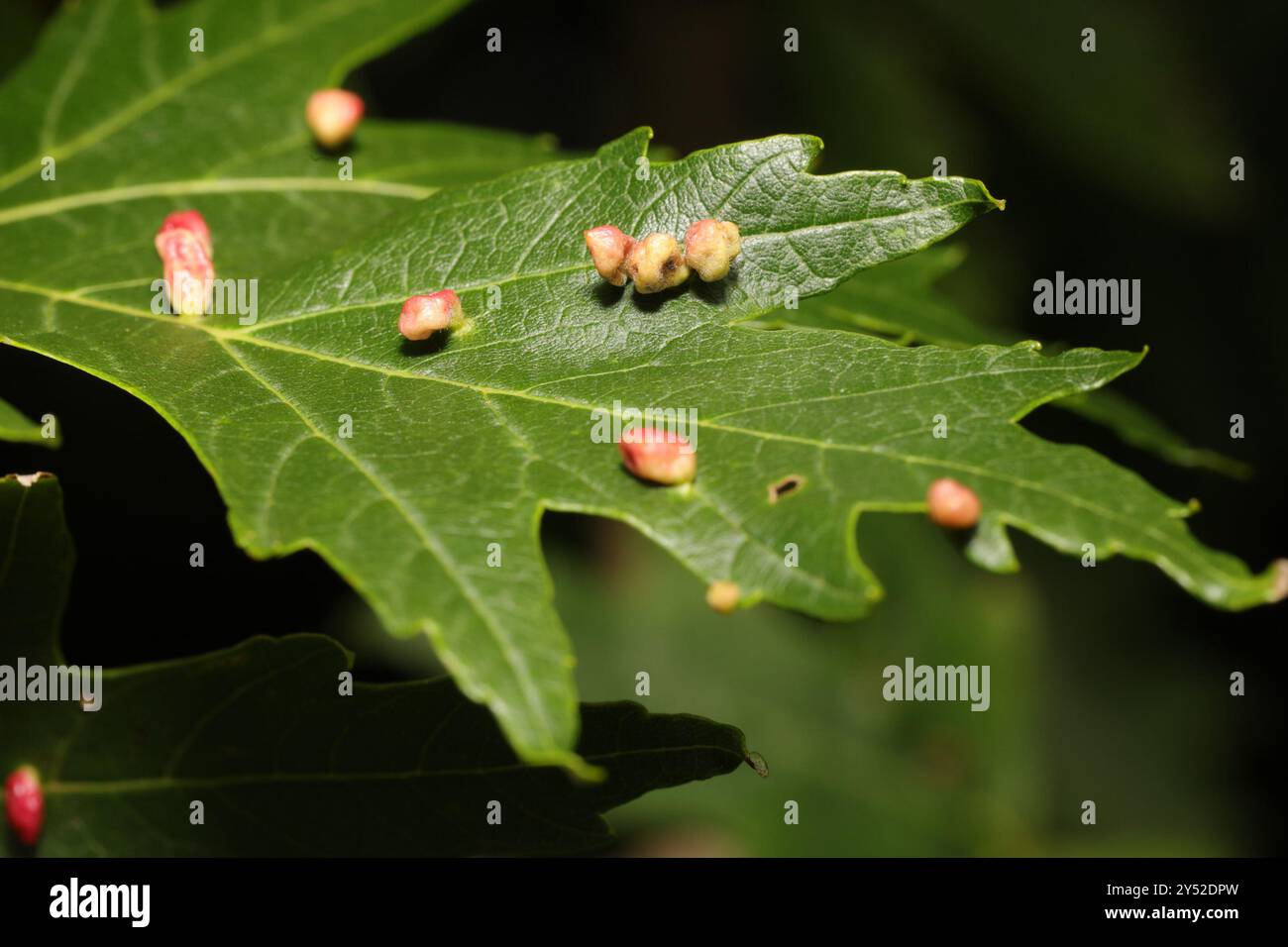 Maple Bladdergall Mite (Vasates quadripedes) Arachnida Stock Photo - Alamy