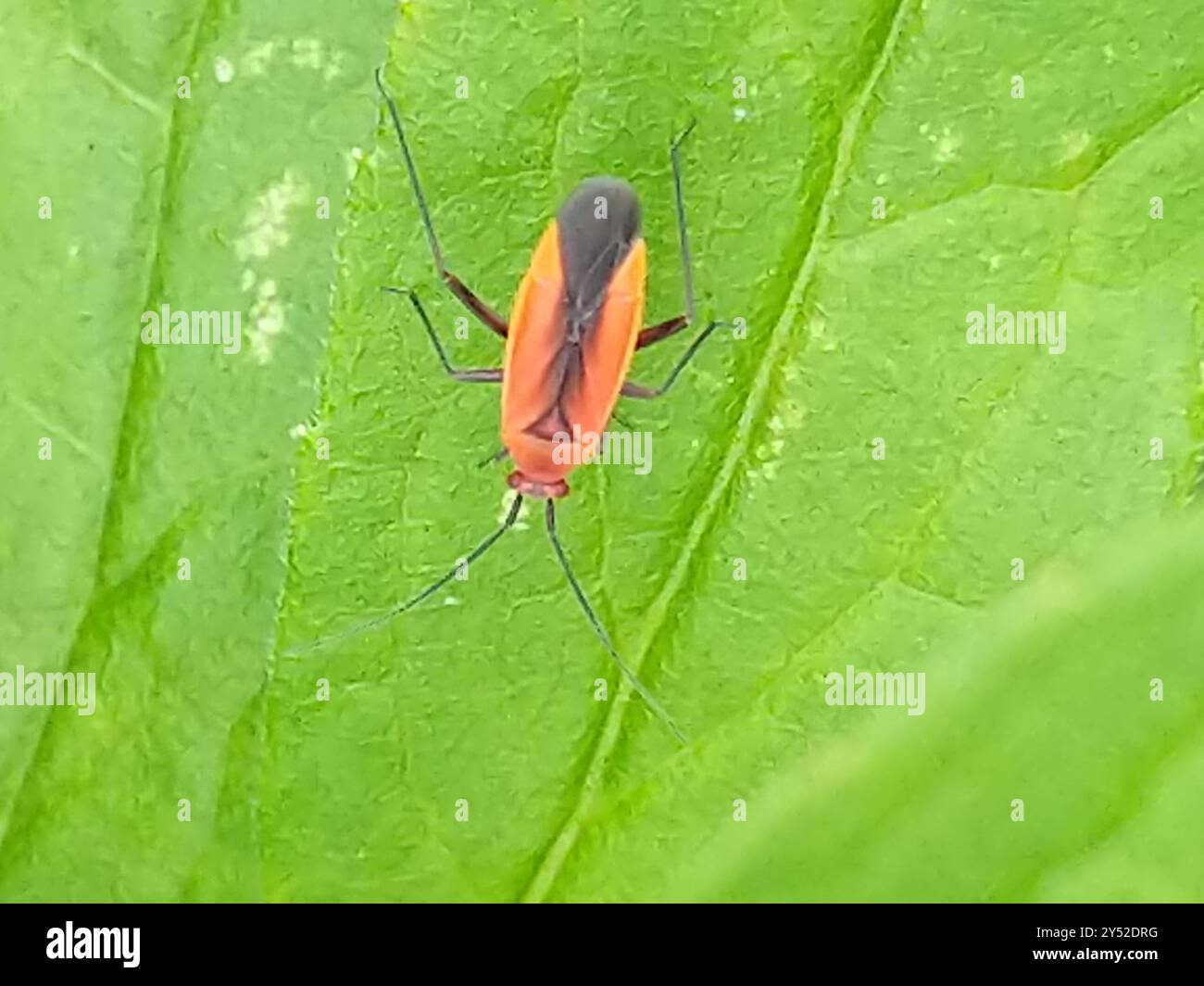Scarlet Plant Bugs (Lopidea) Insecta Stock Photo - Alamy