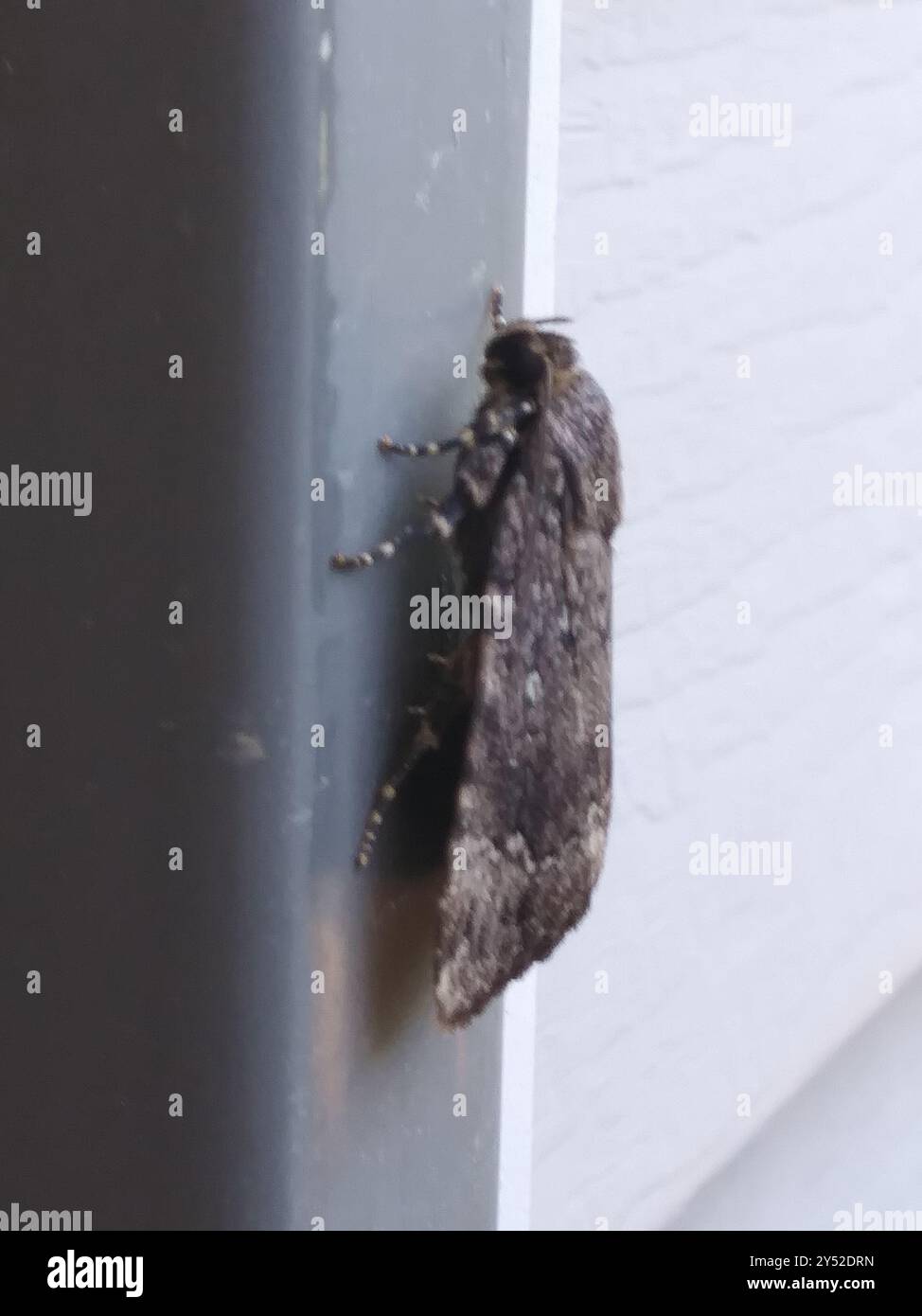 American Copper Underwing (Amphipyra pyramidoides) Insecta Stock Photo ...