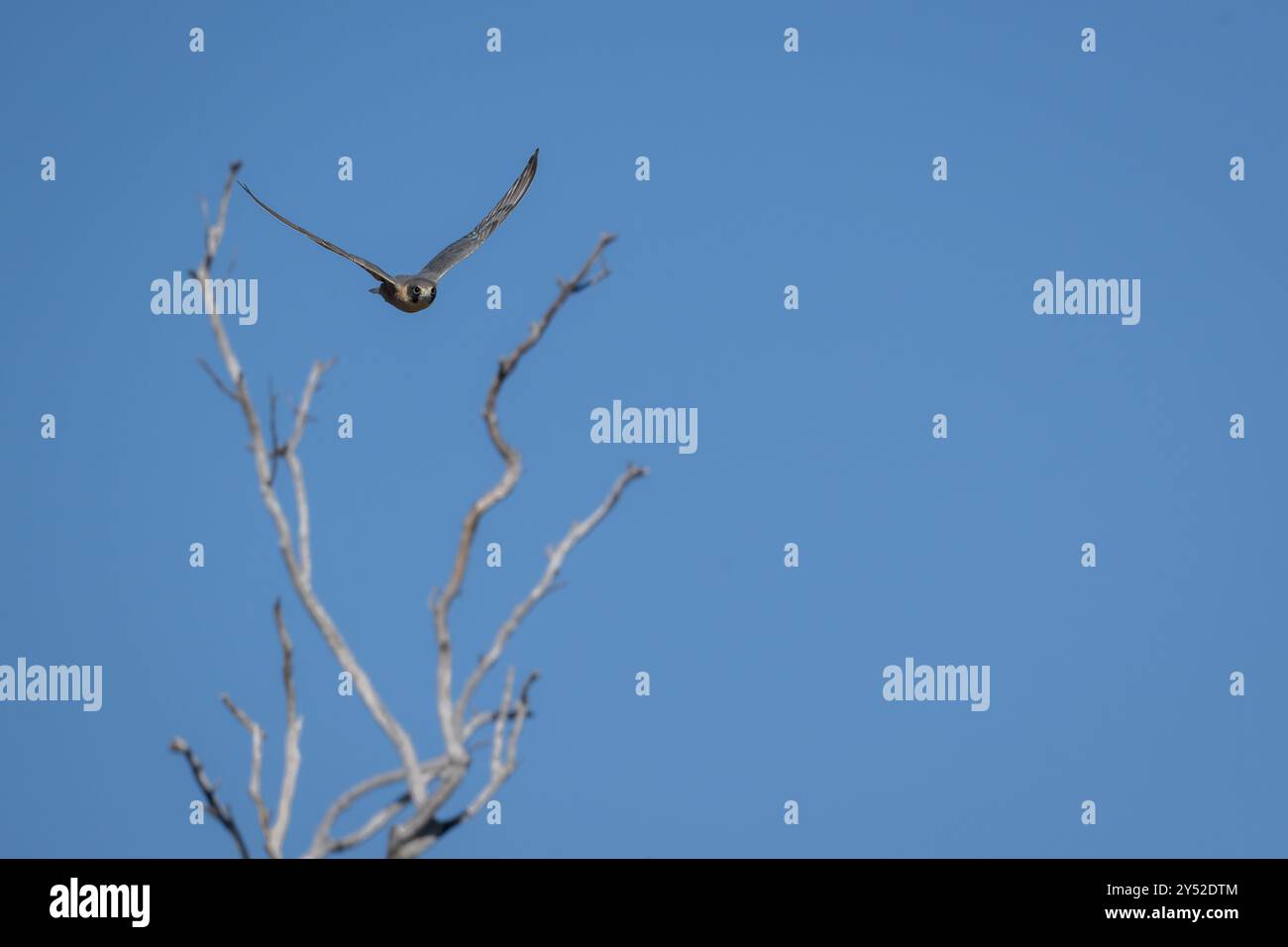 An Australian Hobby(Little Falcon), leaving its perch on a dead tree to ...