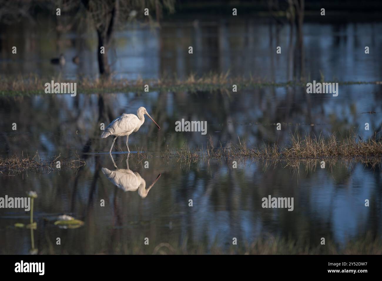 A portrait of a single Yellow-billed spoonbill hunts along the edge of ...
