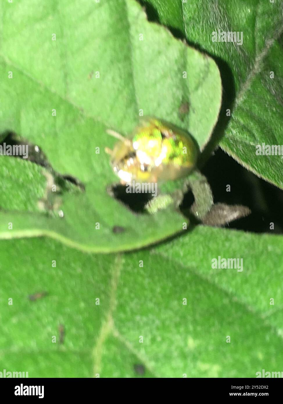 Geiger Tortoise Beetle (Eurypepla calochroma floridensis) Insecta Stock ...