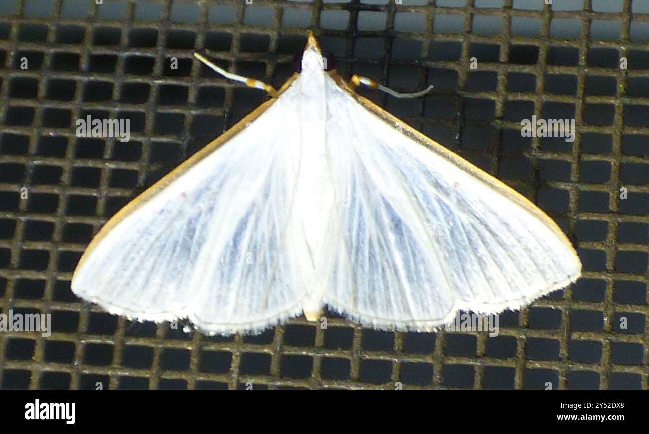 Orange-shouldered Sherbet Moth (Diaphania costata) Insecta Stock Photo ...