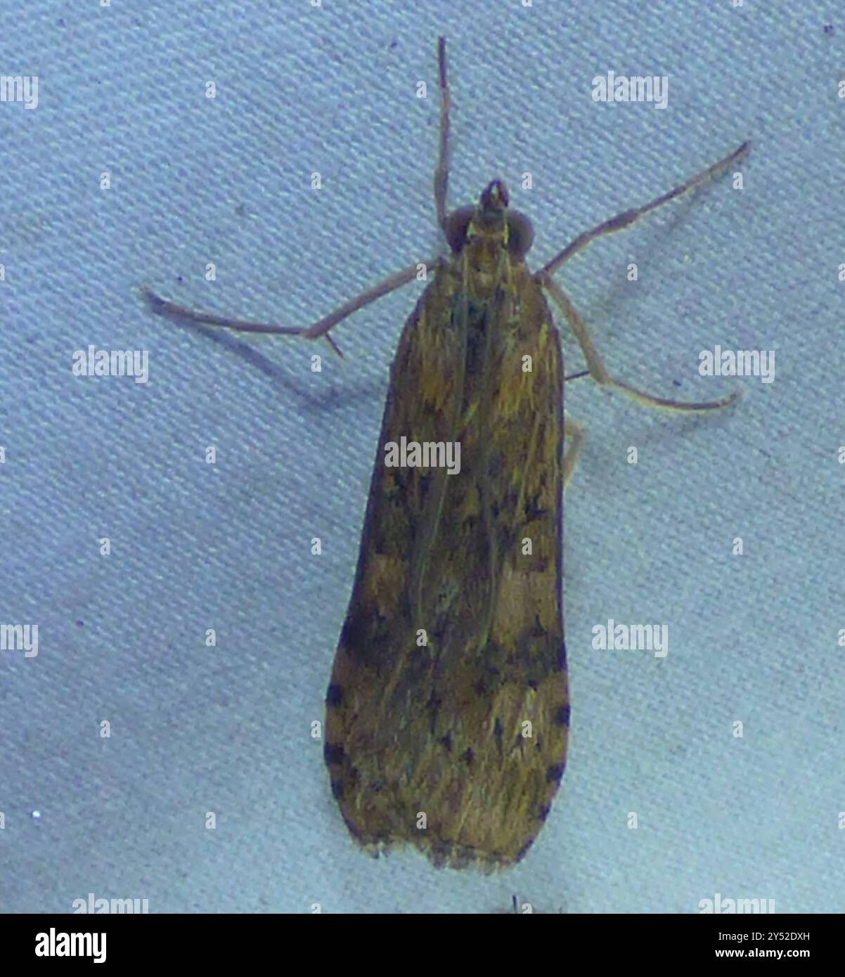 Lucerne Moth (Nomophila nearctica) Insecta Stock Photo - Alamy