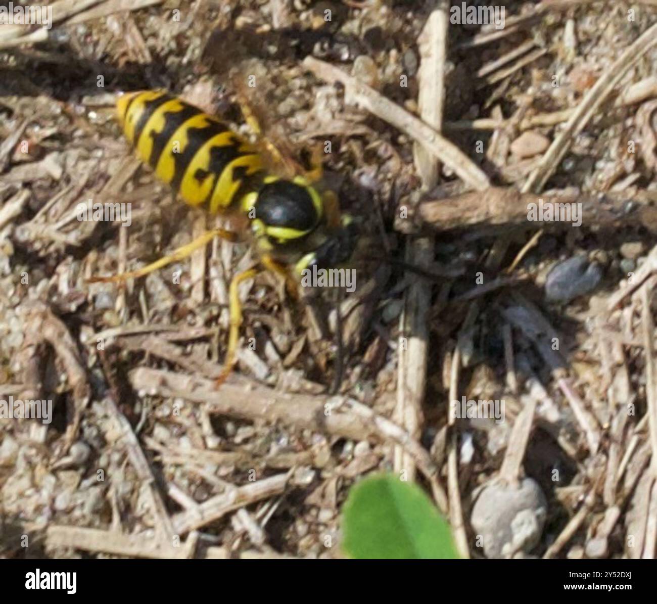 German Yellowjacket (Vespula germanica) Insecta Stock Photo - Alamy