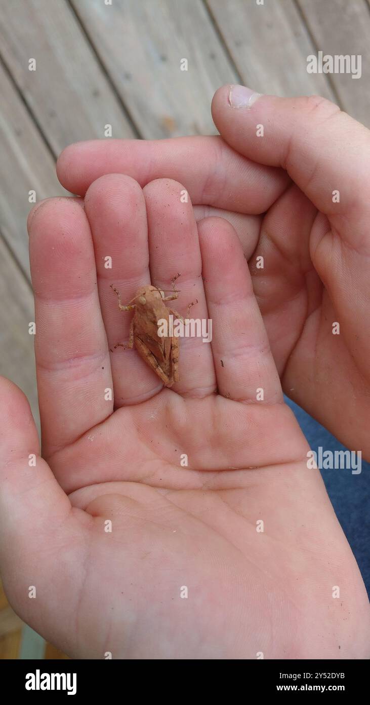 Carolina Grasshopper (Dissosteira carolina) Insecta Stock Photo - Alamy