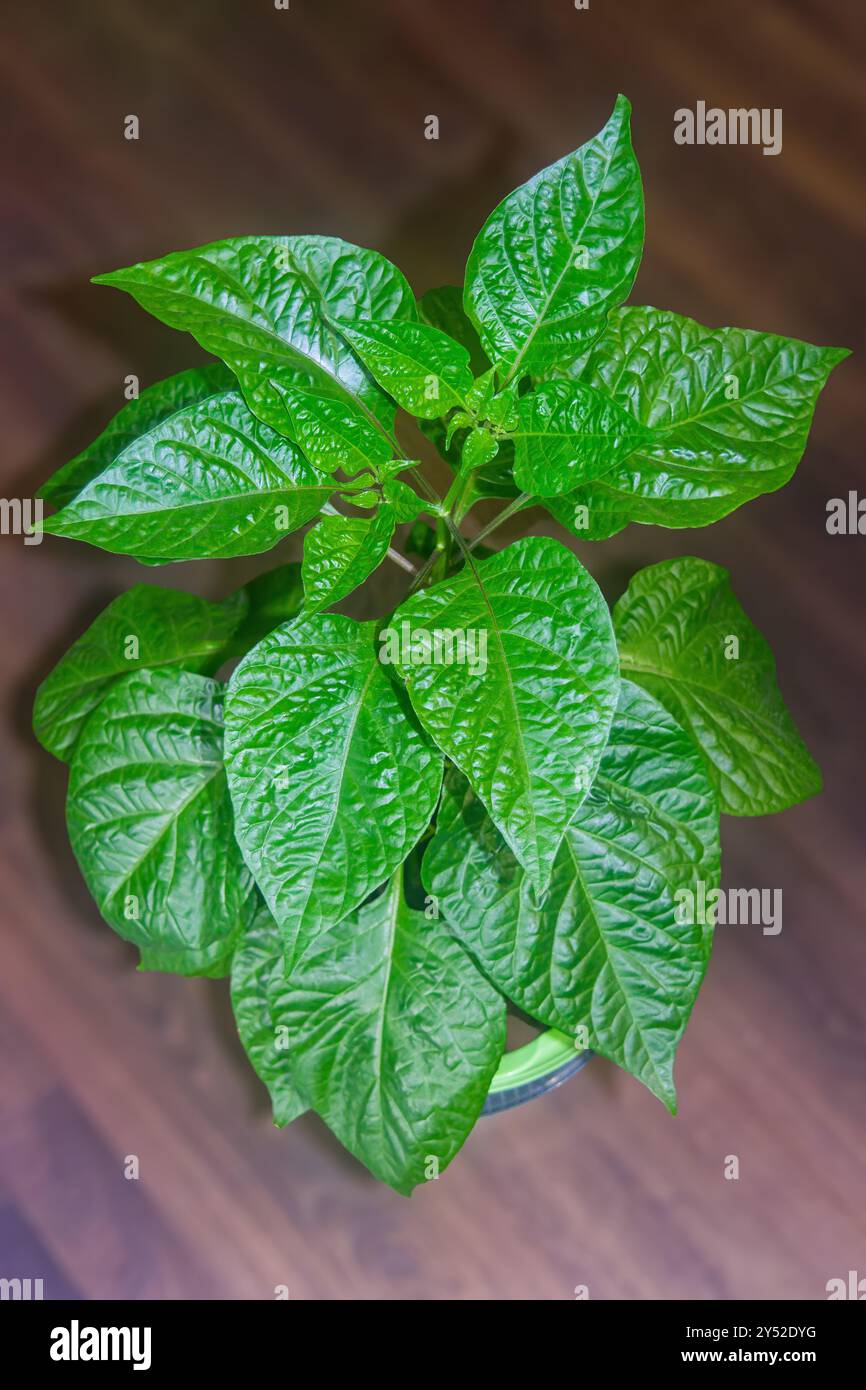 Sprout of Habanero Chili Pepper Plant Grown from Seed. Pepper Sprout ...