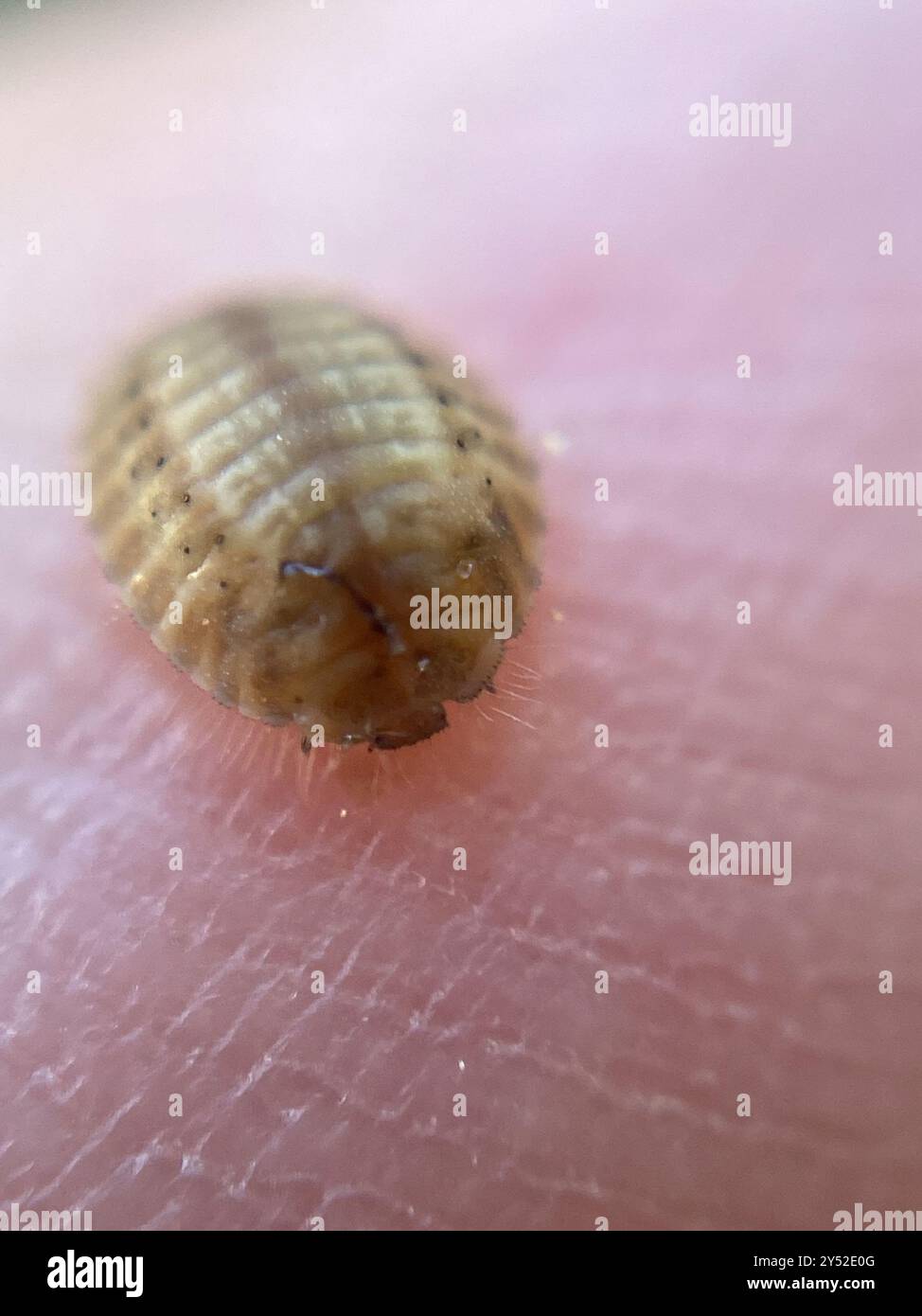Ant-nest Ladybird (Platynaspis luteorubra) Insecta Stock Photo - Alamy