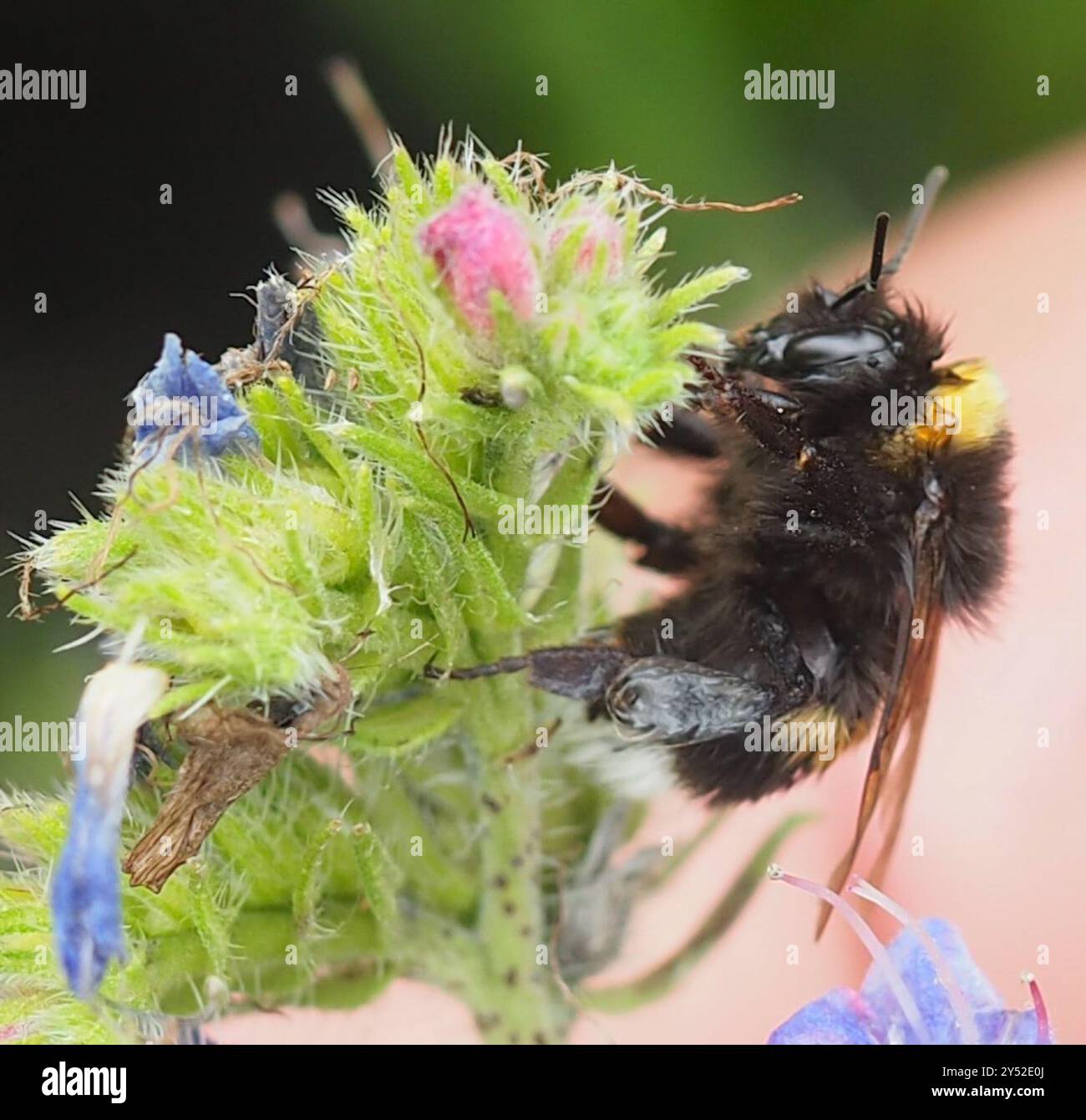 Buff-tailed Bumble Bee (Bombus terrestris) Insecta Stock Photo - Alamy
