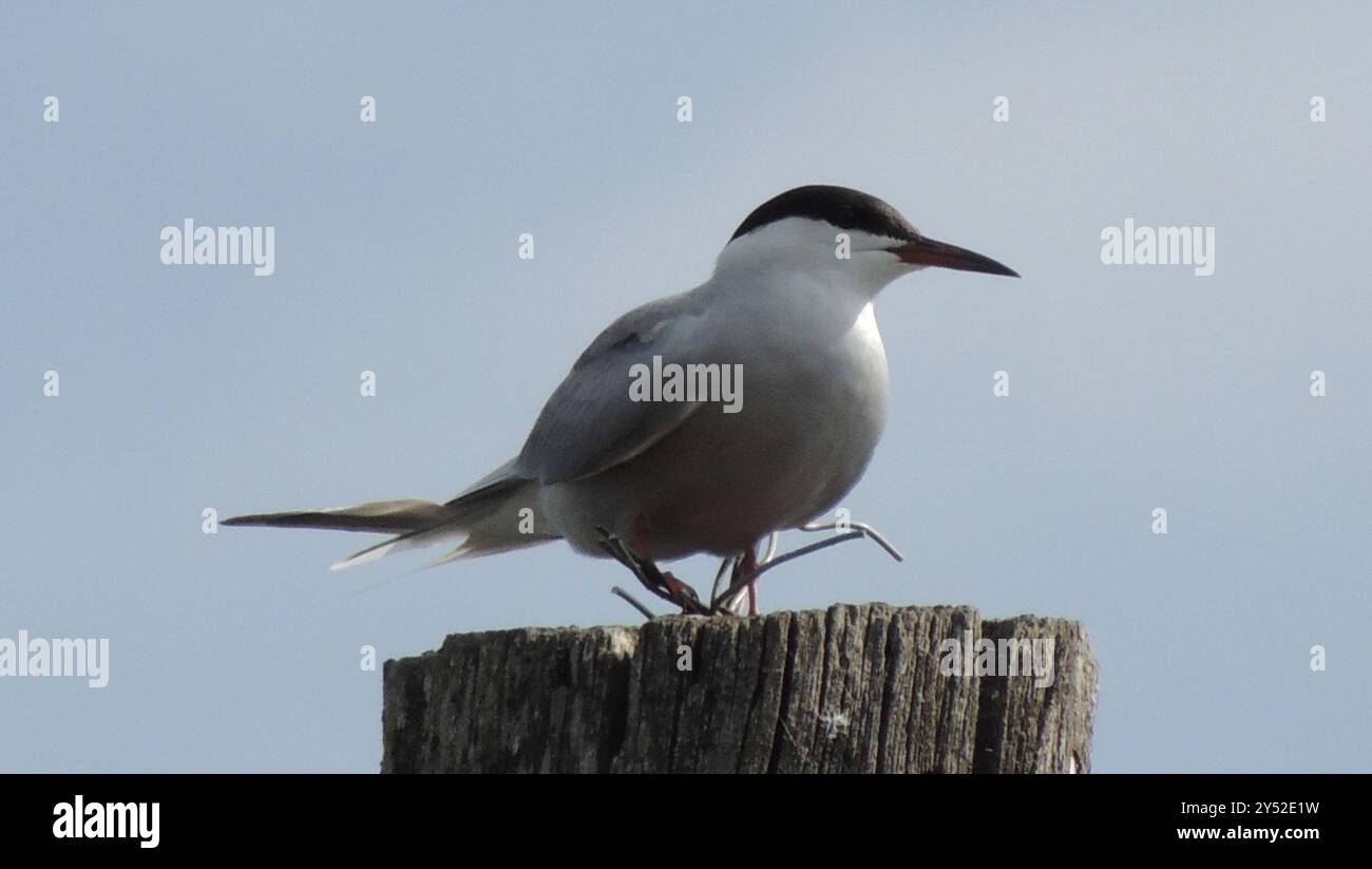 Common Tern (Sterna hirundo) Aves Stock Photo - Alamy