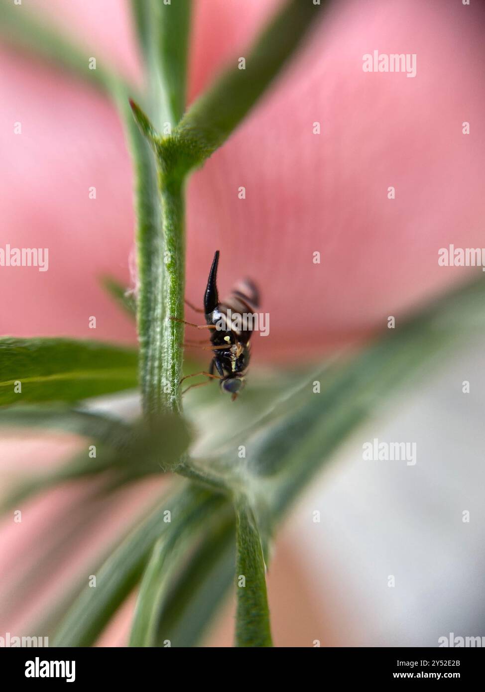 Four-barred Knapweed Gall Fly (Urophora quadrifasciata) Insecta Stock ...